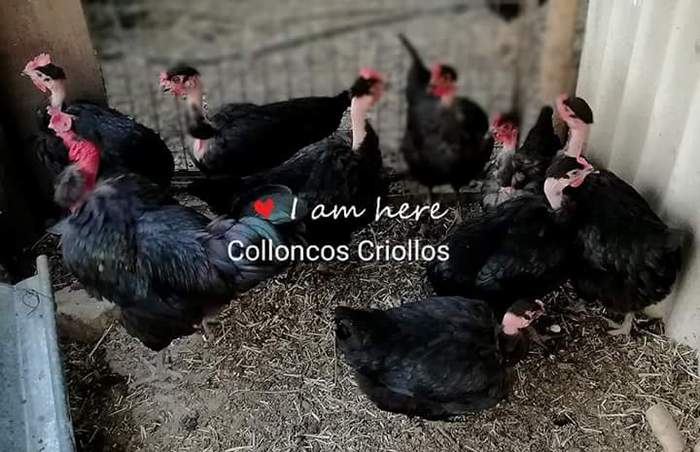 Gallina Cuello Desnudo :: Kollonkos-andes-chile